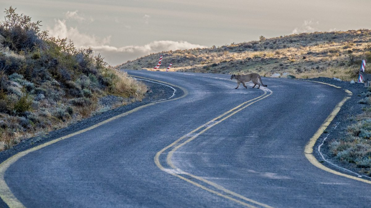 Puma conservation in Torres del Paine - Swoop Patagonia's Blog