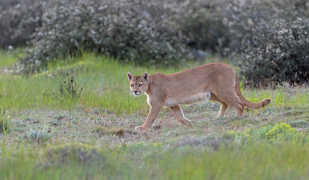 Can pumas and sheep coexist? One Patagonian ranch thinks they have the ...