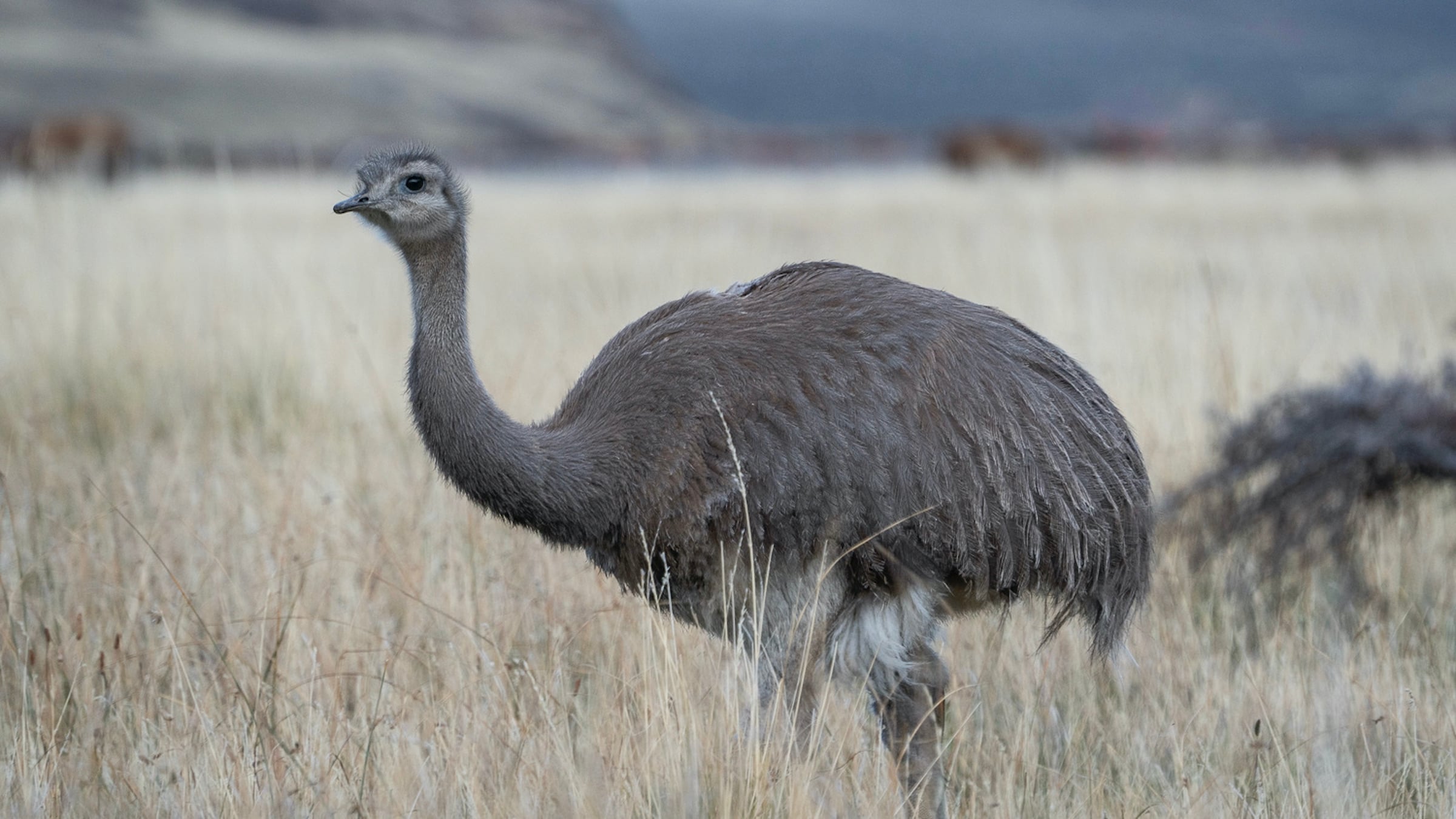 The return of the nandu: a Patagonia rewilding success story - Swoop ...