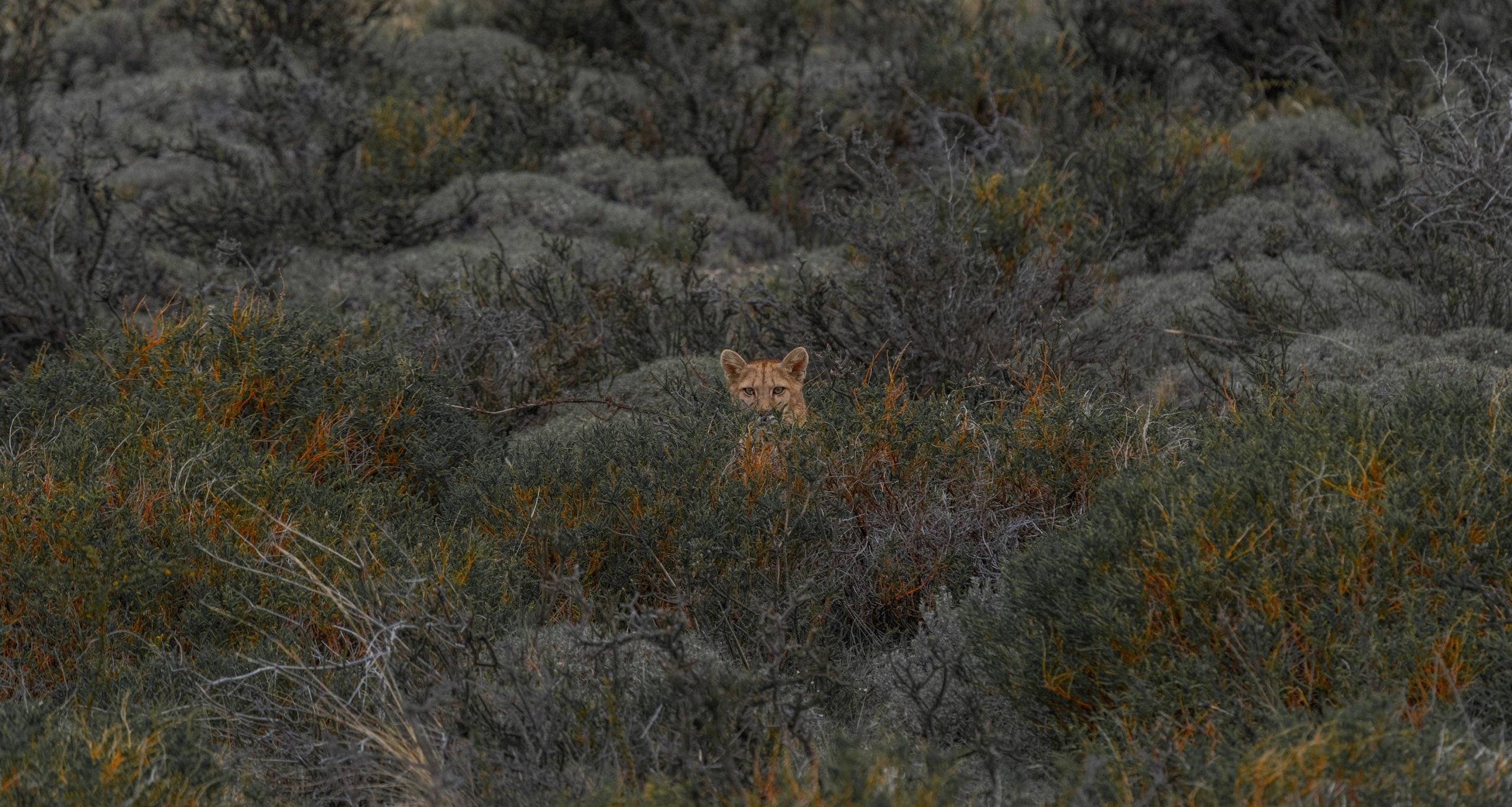 Torres del Paine's puma hunter turned conservationist - Swoop Patagonia ...